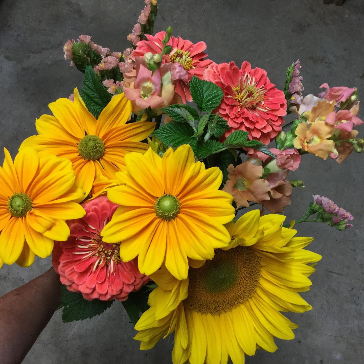Kootenay grown specialty cut flowers – Hummingbird Farm