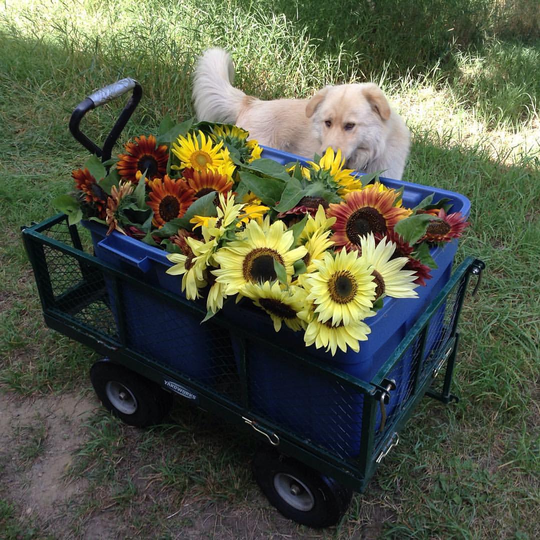 Specialty Cut Flowers, Kootenay grown! – Hummingbird Farm