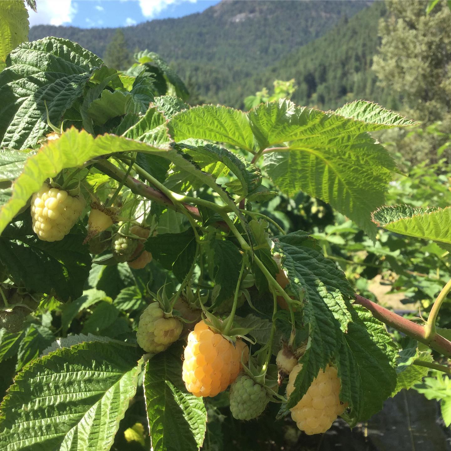 gold raspberry – Hummingbird Farm