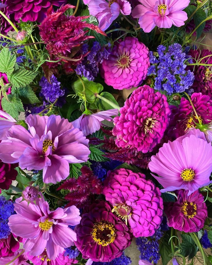 Kootenay grown specialty cut flowers – Hummingbird Farm